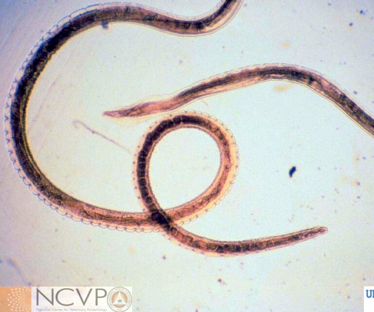 Other Roundworms Wormboss