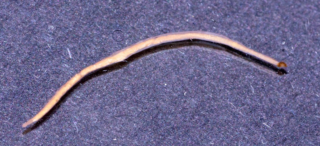 Nodule Worm Wormboss