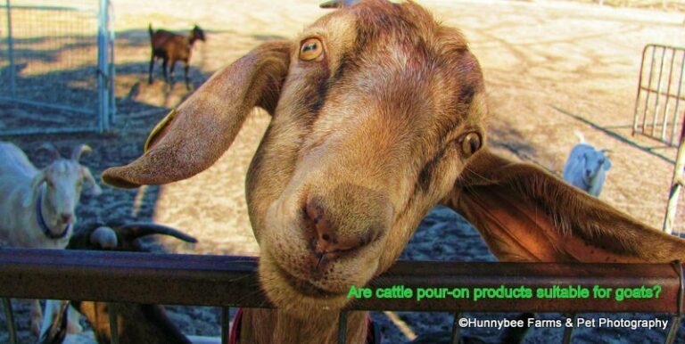Drenches for Goats: Using Cattle and Horse Anthelmintics - WormBoss