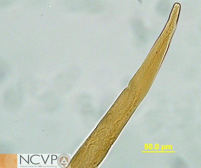 Stomach Hair Worm of Cattle - WormBoss