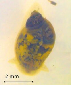 Liver Fluke in Cattle - WormBoss