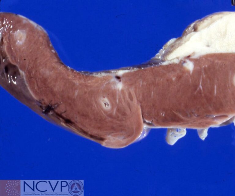 Beef Measles - WormBoss