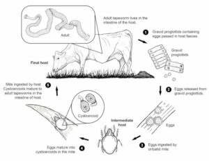 Cattle Tapeworm Life Cycle: Adult Worms in Cattle (herbivorous) - WormBoss