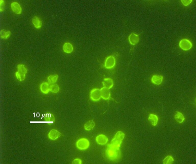 Crypto or Milky Scours - WormBoss