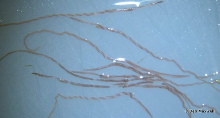 Barber's Pole Worm in Sheep and Goats - WormBoss