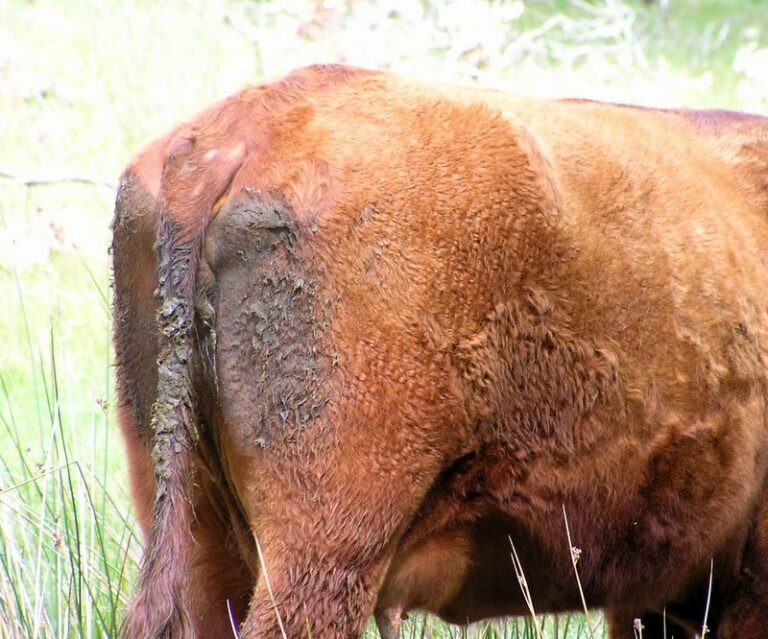 Observations of Physical Signs of Worms in Cattle - WormBoss