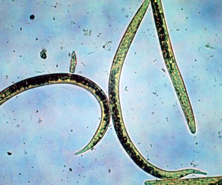 Lungworm in Cattle - WormBoss