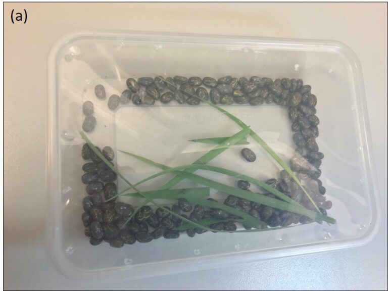 Cattle Tick - WormBoss