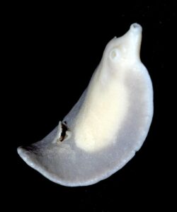 Liver Fluke in Cattle - WormBoss
