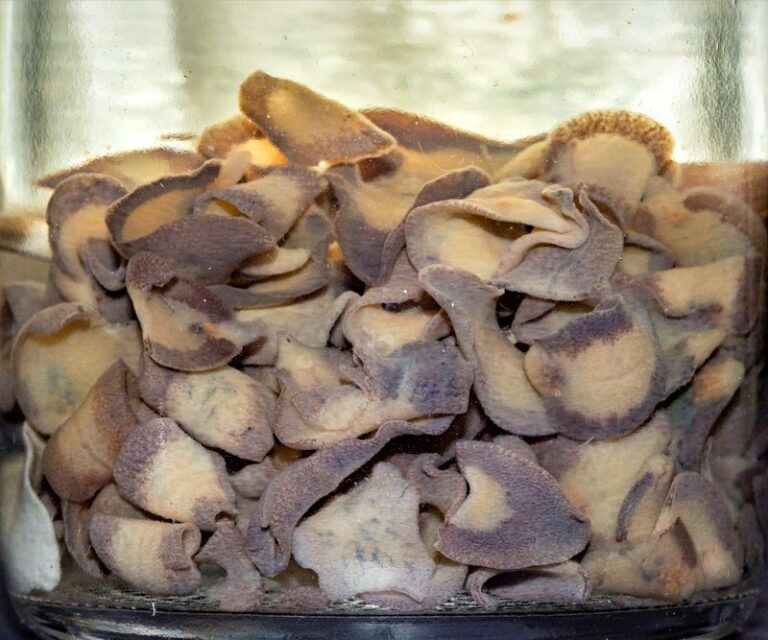 Liver Fluke in Cattle - WormBoss