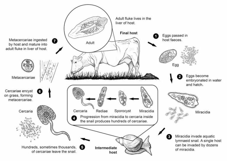 Fluke Life Cycle - WormBoss