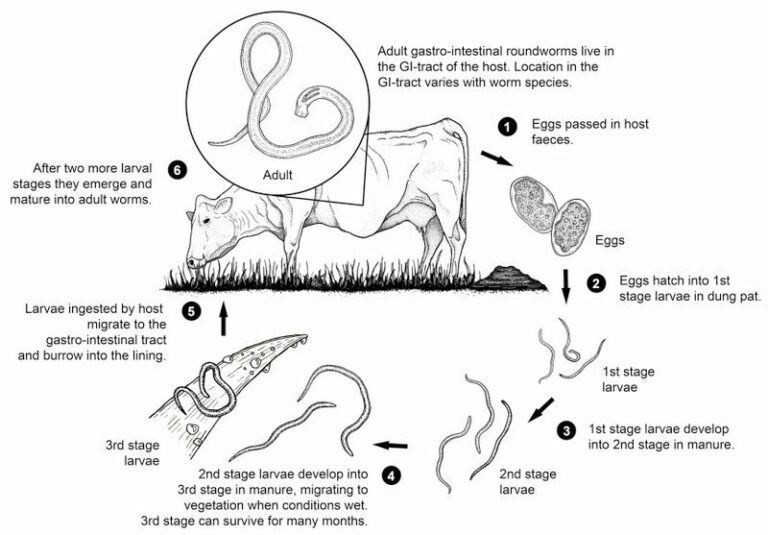 Roundworm: Gastro-Intestinal Nematode Life Cycle - WormBoss