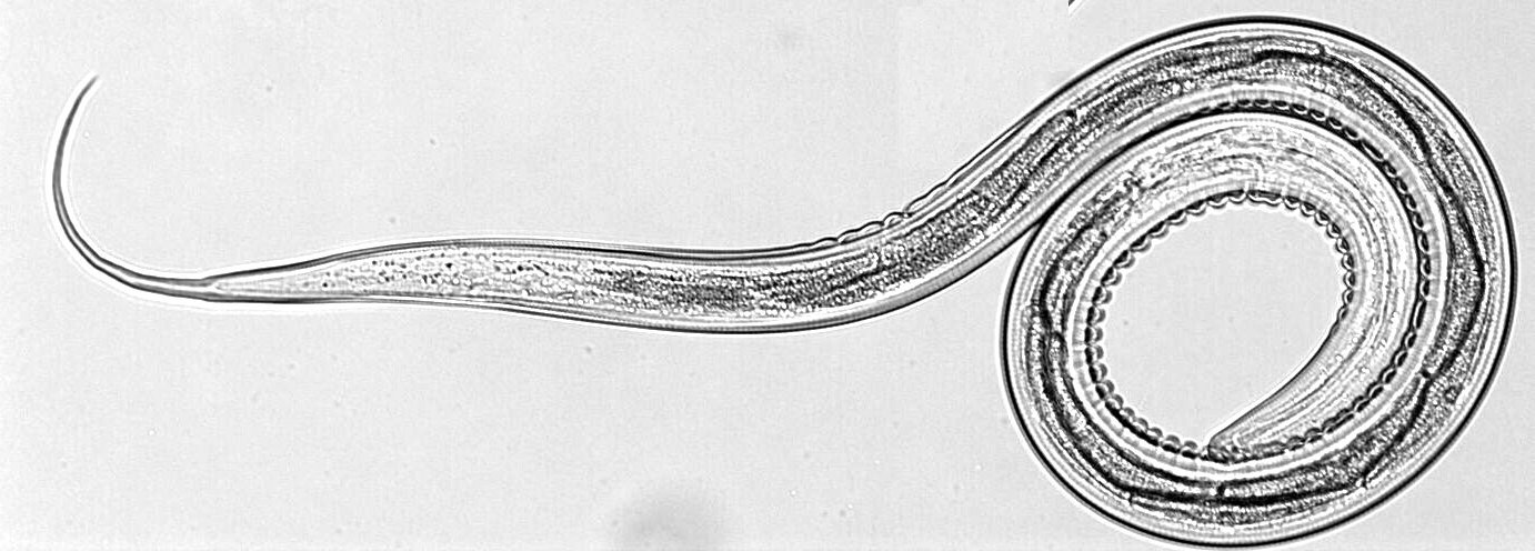 Small Intestinal Worms of Cattle - WormBoss