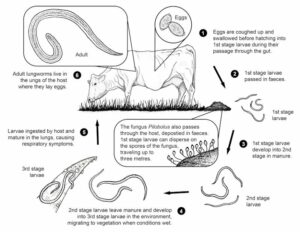 Roundworm: Lungworm Life Cycle - WormBoss