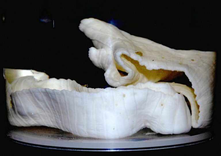 Intestinal Tapeworm in Cattle - WormBoss
