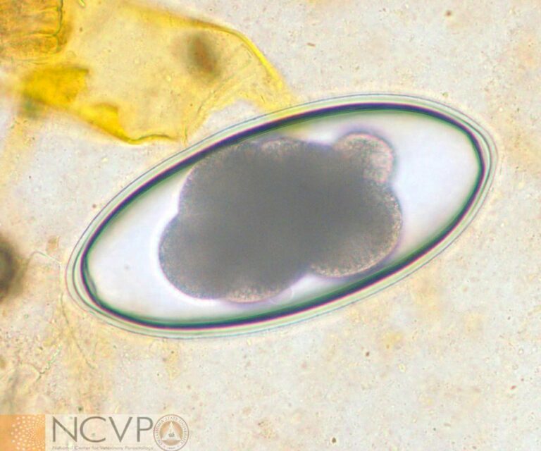Thin-necked Intestinal Worm of Cattle - WormBoss