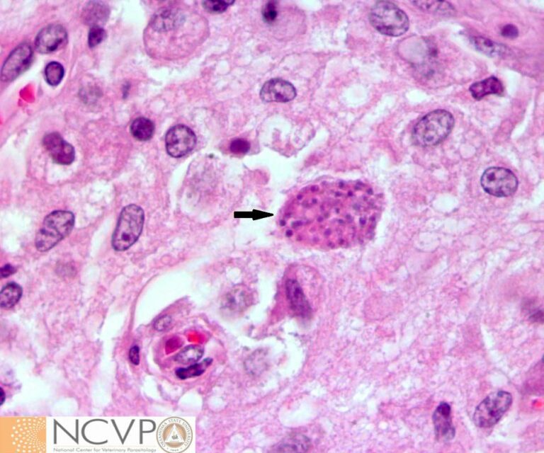 Neosporosis - WormBoss