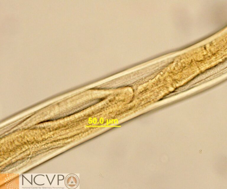 Small Intestinal Worms of Cattle - WormBoss