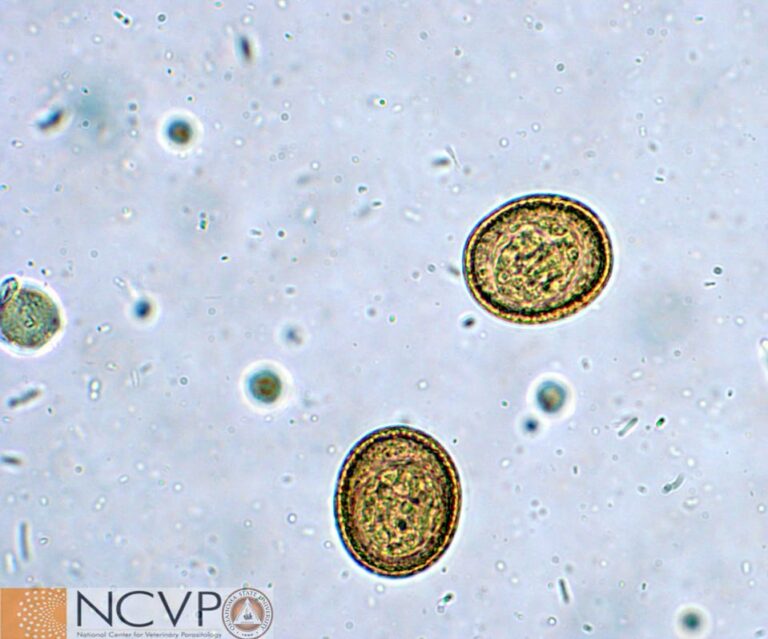 Hydatid Cysts - WormBoss