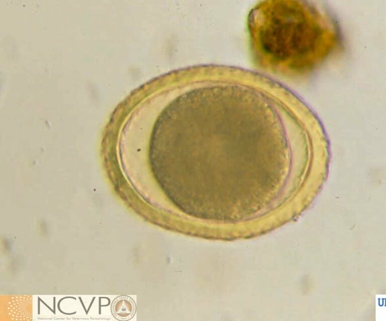 Other Roundworms of Cattle - WormBoss