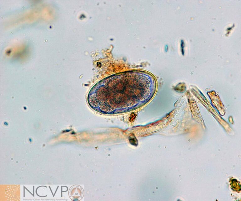 Stomach Hair Worm of Cattle - WormBoss