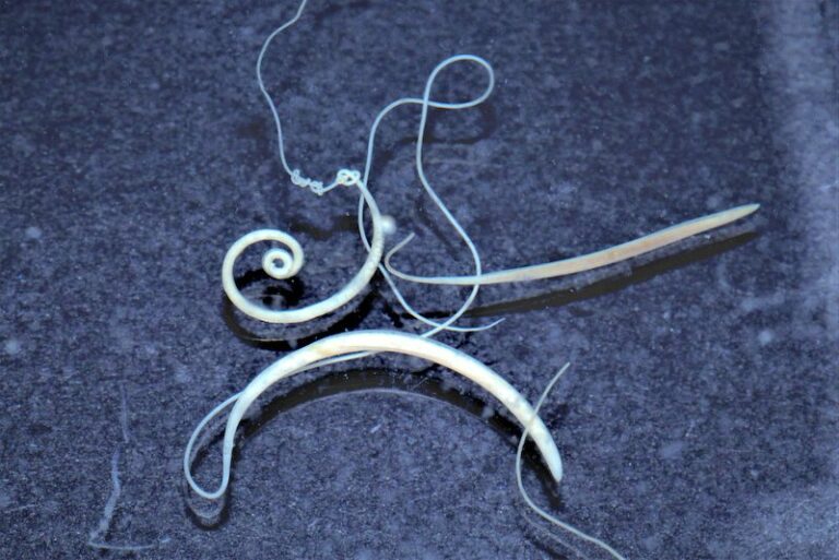 Whipworm of Cattle - WormBoss