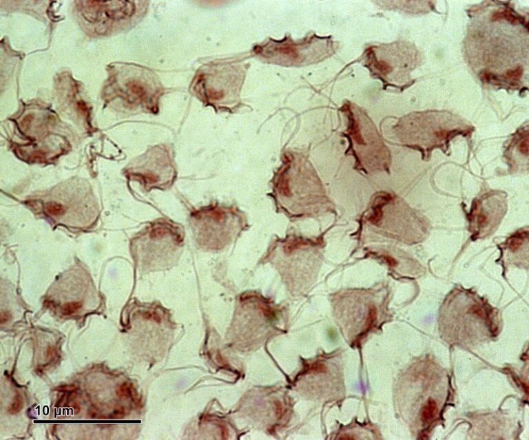 Tritrichomoniasis - WormBoss