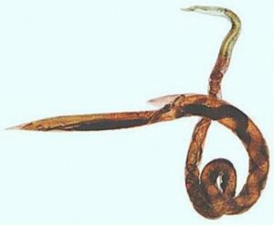 Barber's Pole Worm in Sheep and Goats - WormBoss