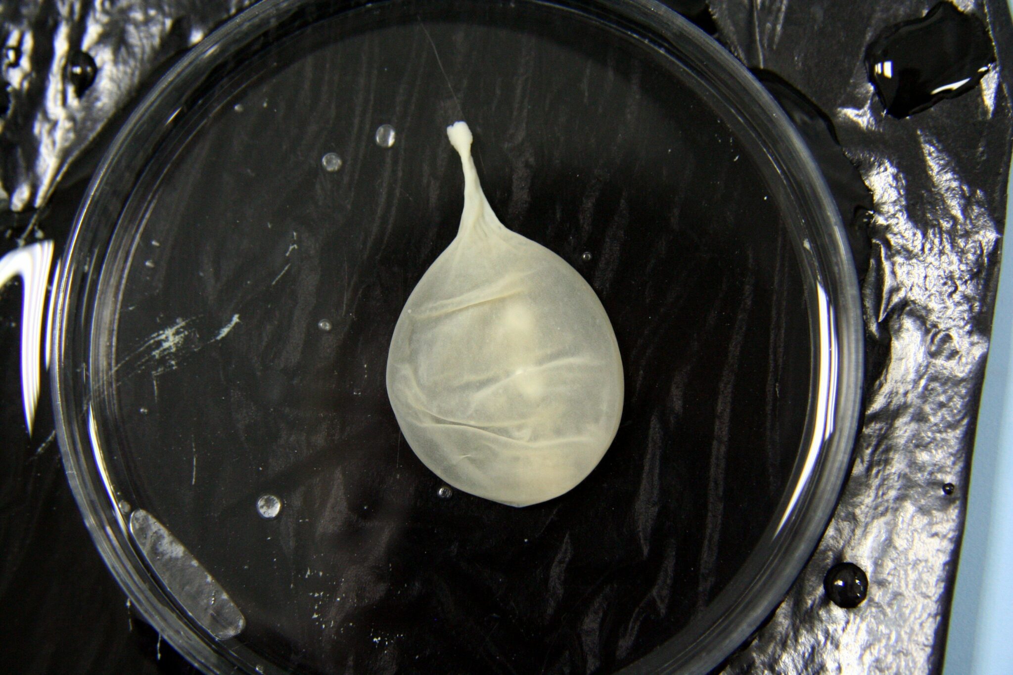 Bladder Worm in Cattle - WormBoss