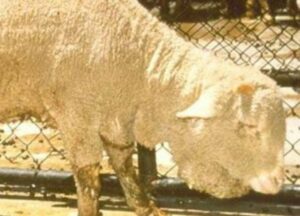 Barber's Pole Worm in Sheep and Goats - WormBoss