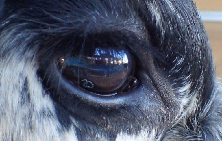 Eye Worm in Cattle - WormBoss