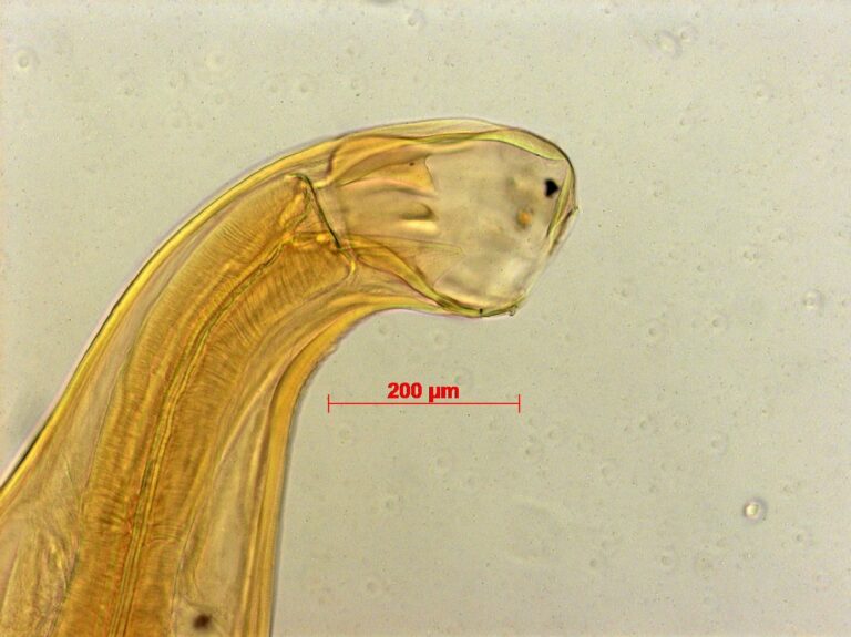 Hookworm in Cattle - WormBoss