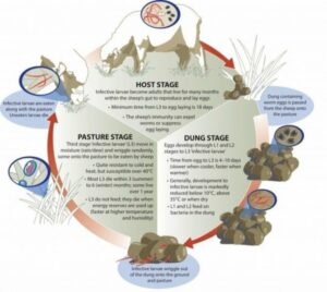 Roundworm Life Cycle - WormBoss