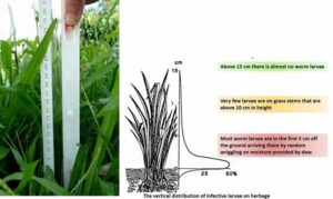 Grazing Management - Sheep - WormBoss