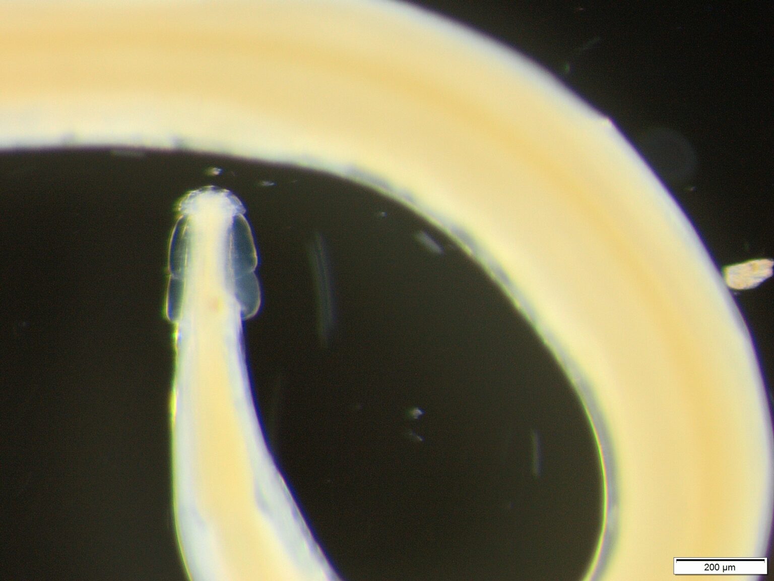 Nodule Worm and Large Bowel Worm in Cattle - WormBoss