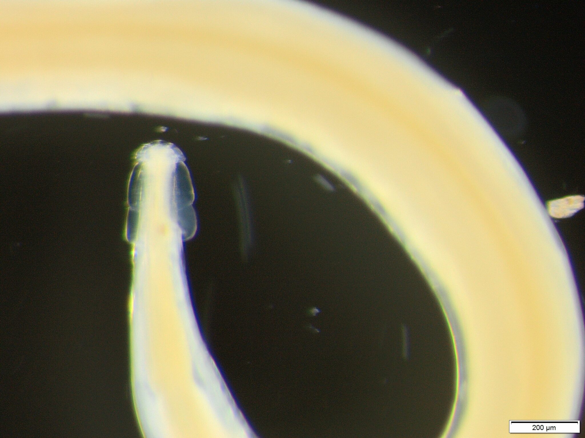 Nodule Worm and Large Bowel Worm in Cattle - WormBoss