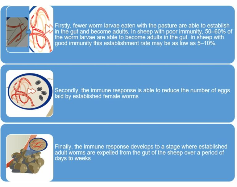 Immunity of Sheep to Worm Infection - WormBoss