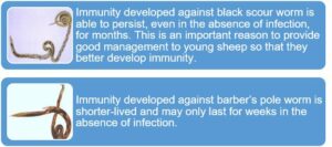 Immunity of Sheep to Worm Infection - WormBoss