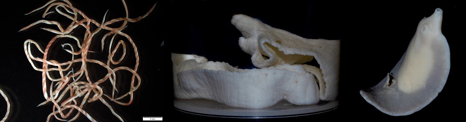 Types of Worms - WormBoss