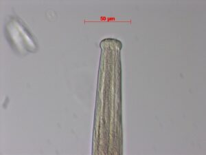 Small Brown Stomach Worm - WormBoss