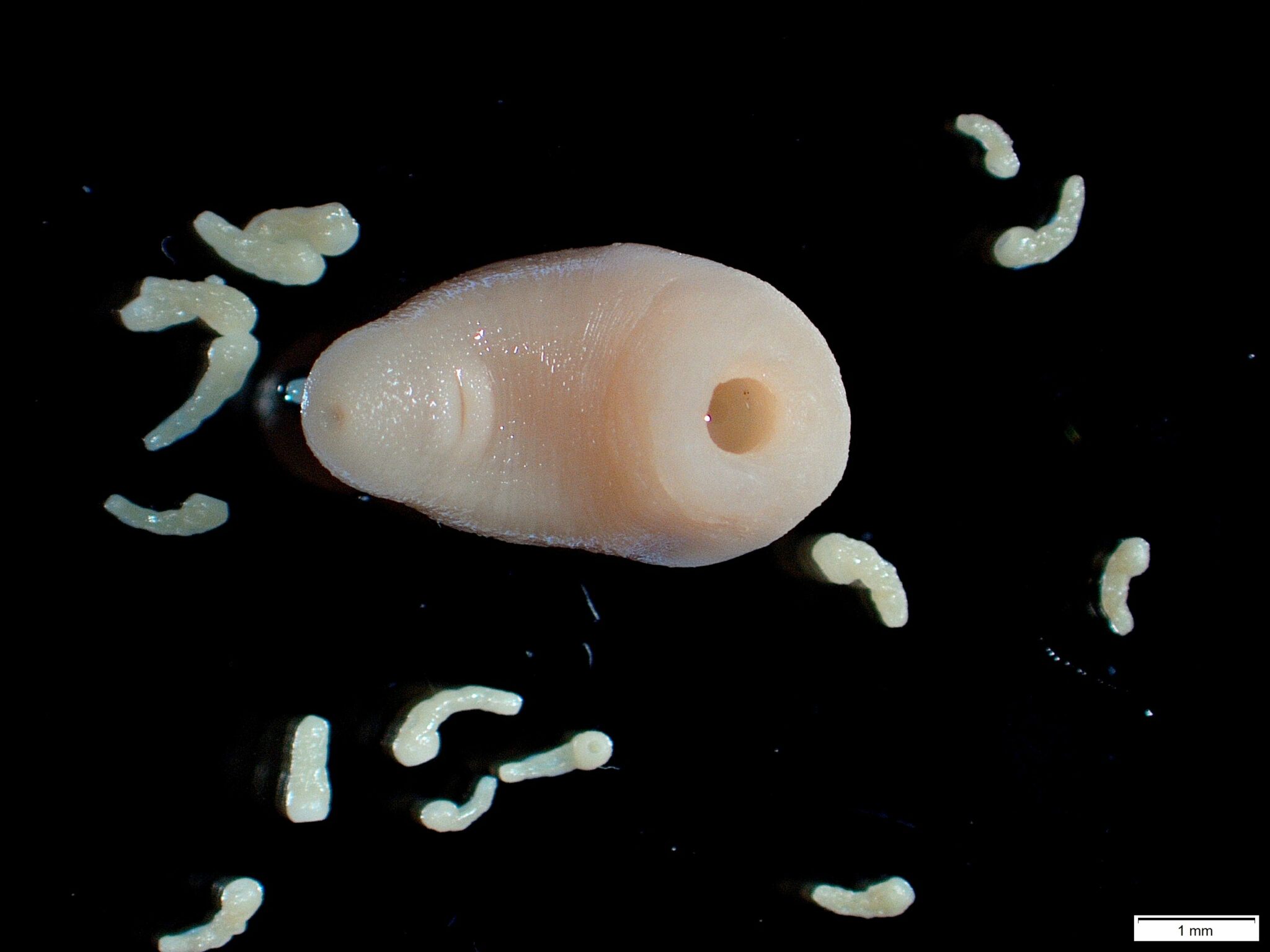 Stomach Flukes of Cattle - WormBoss