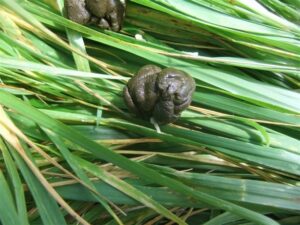 Intestinal Tapeworm in Sheep and Goats - WormBoss