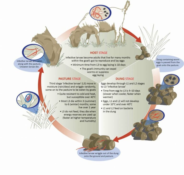 Roundworm life cycle and larval survival - WormBoss